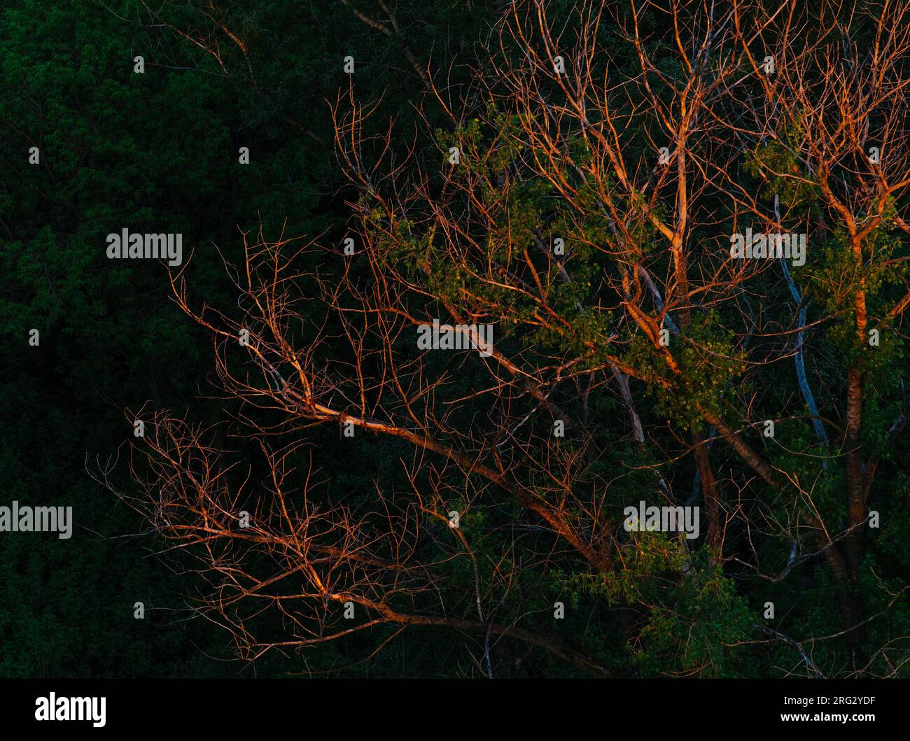 Twilight tree hi-res stock photography and images - Alamy