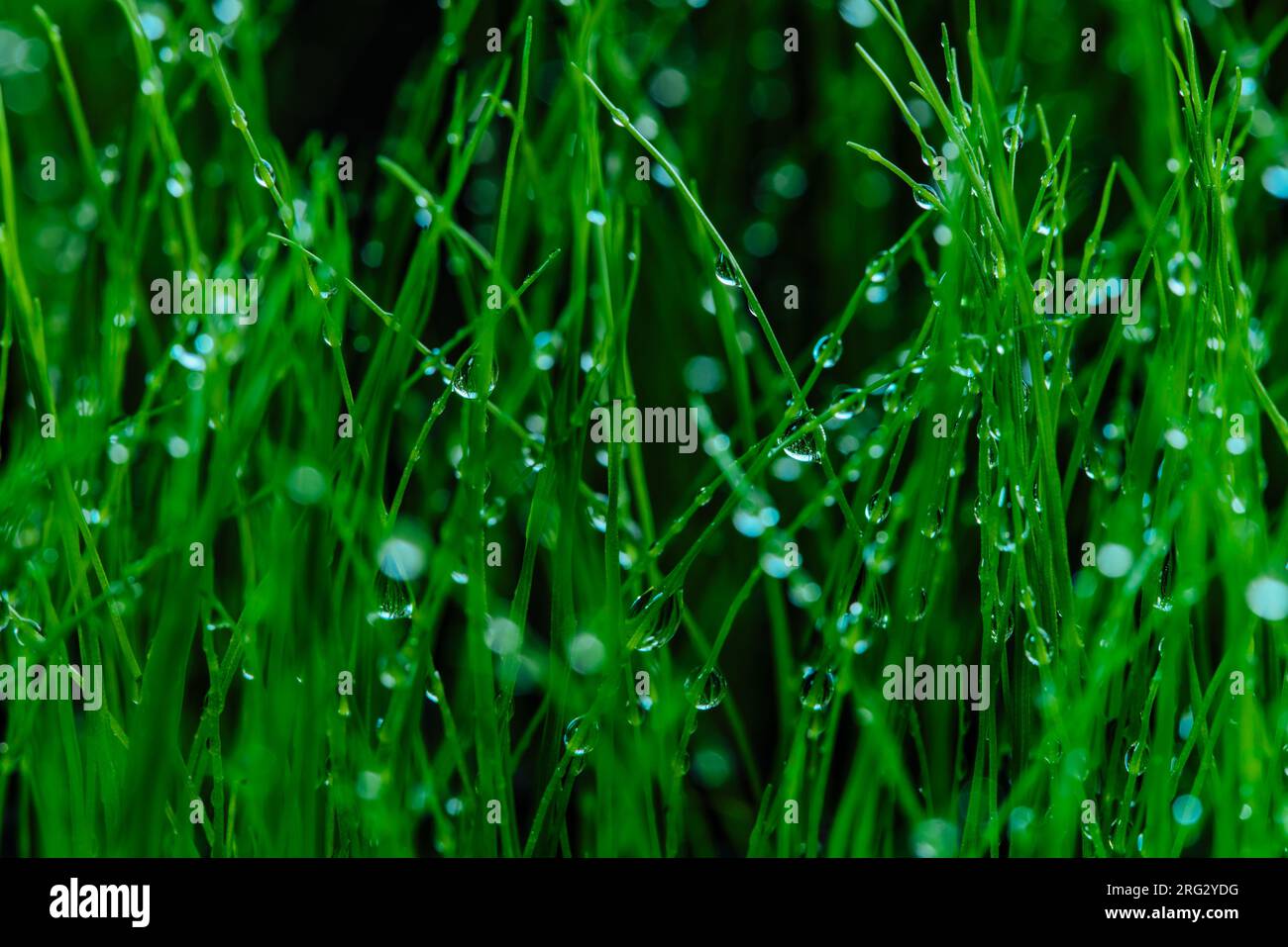 Wet grass plant hi-res stock photography and images - Alamy