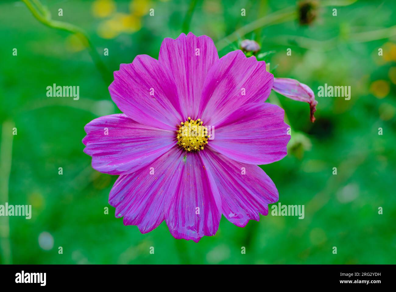 Pink cosmos flower blooming in hi-res stock photography and images - Alamy