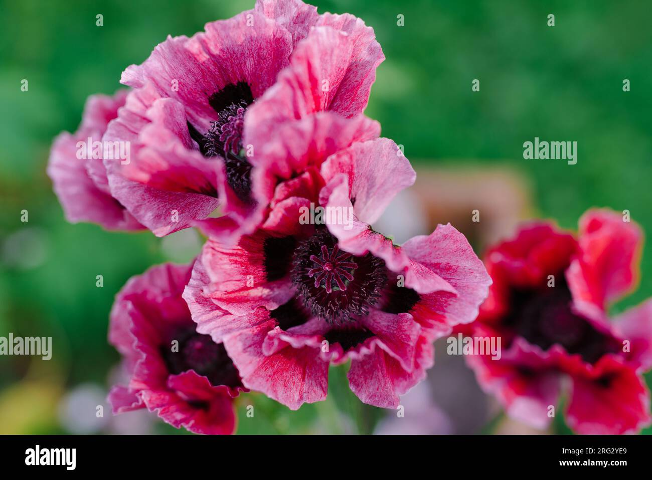 Decorative poppy hi-res stock photography and images - Alamy