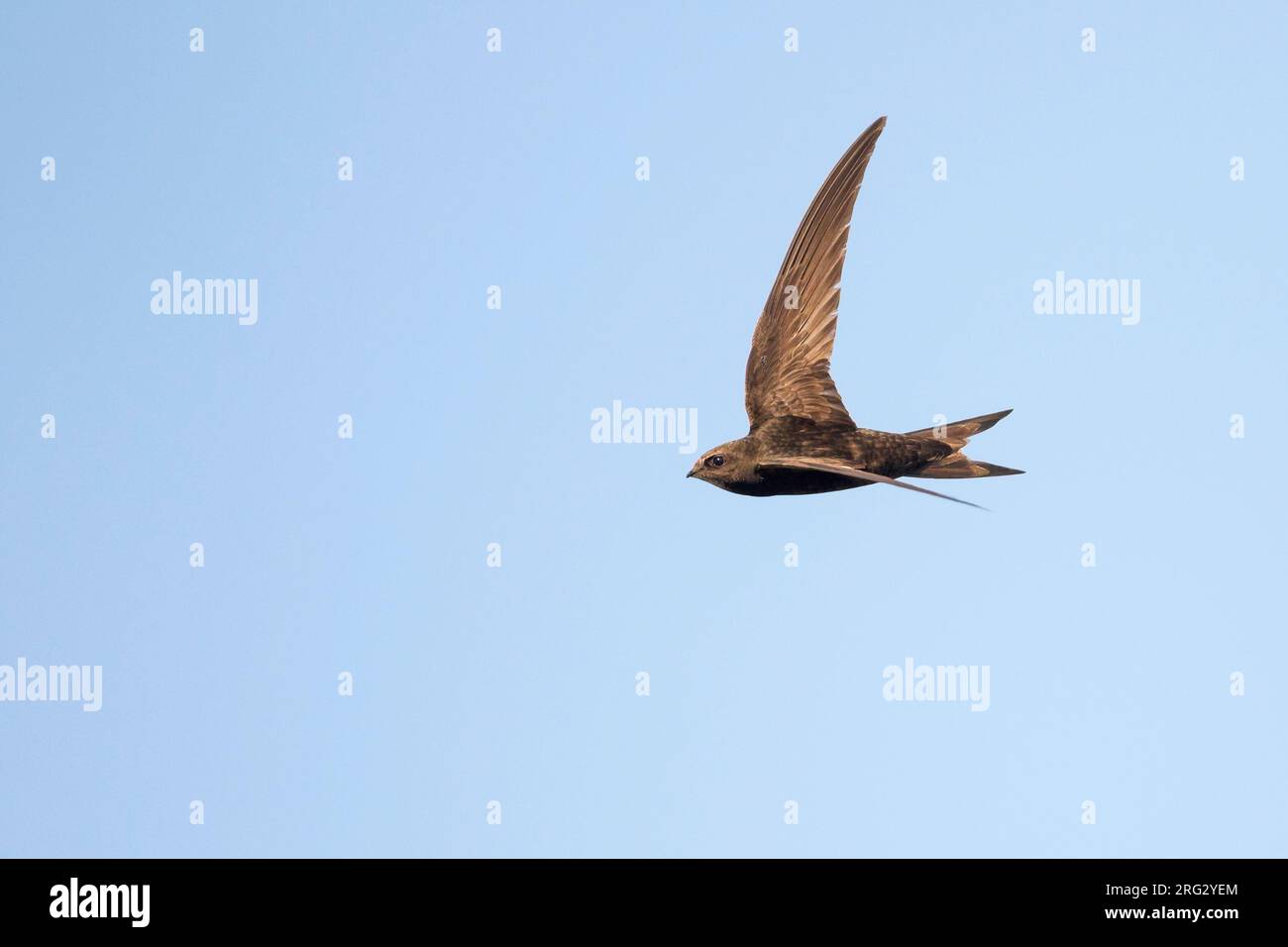 Common Swift - Mauersegler - Apus apus ssp. apus, Germany Stock Photo ...