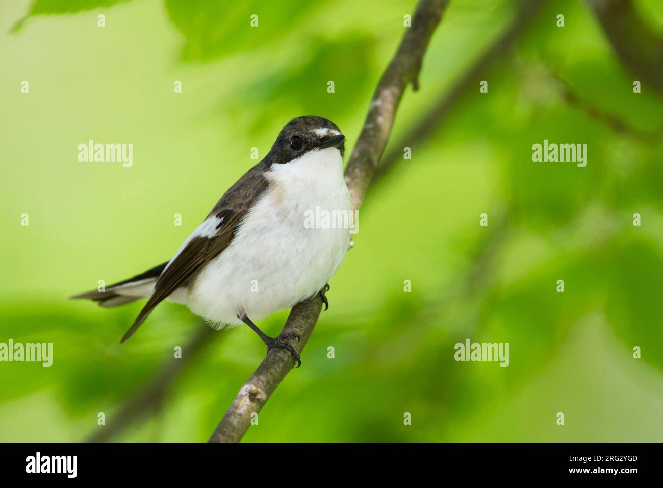 Trauerschnäpper hi-res stock photography and images - Alamy