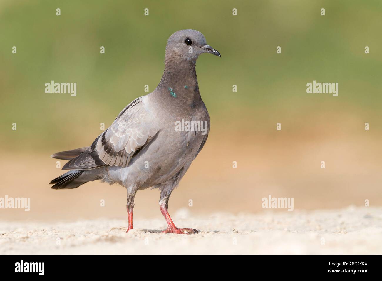 Rock Dove - Felsentaube - Columa livia ssp. palaestinae, Oman, juvenile ...