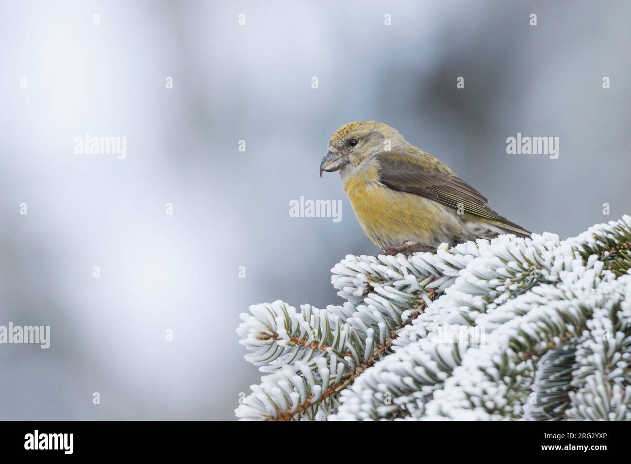 Common Crossbill - Fichtenkreuzschnabel - Loxia curvirostra ssp ...