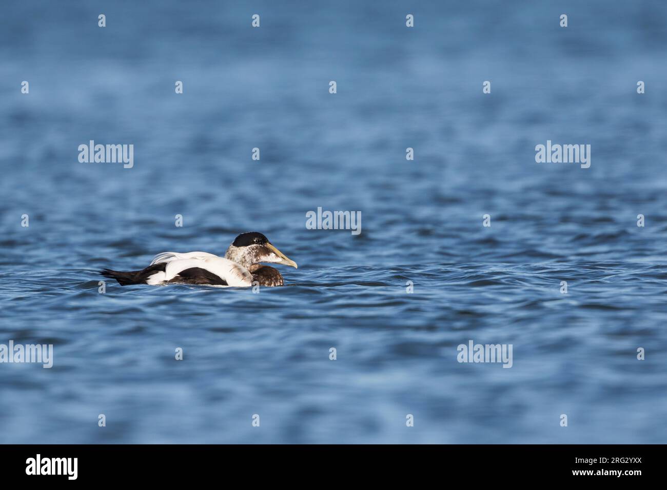 Common Eider - Eiderente - Somateria mollissima ssp. mollissima ...