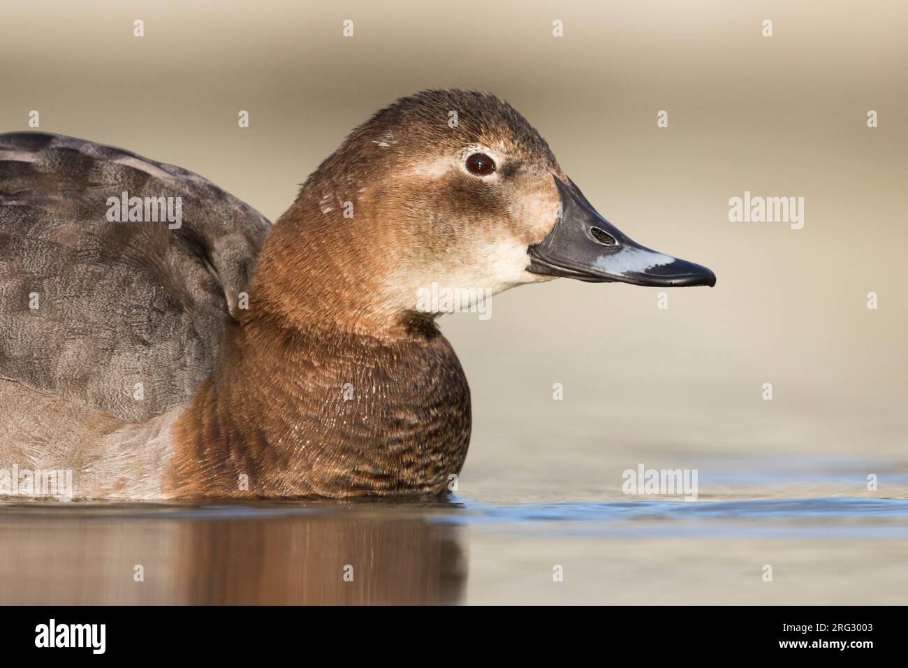 Common Pochard - Tafelente - Aythya ferina, Germany, adult female Stock ...