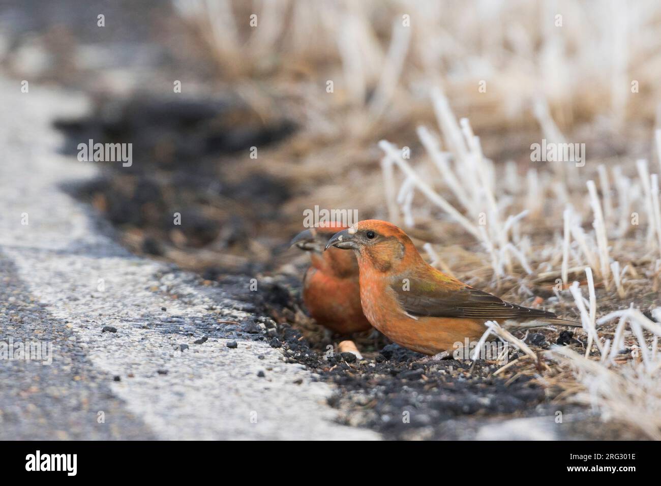 Common Crossbill - Fichtenkreuzschnabel - Loxia curvirostra ssp ...