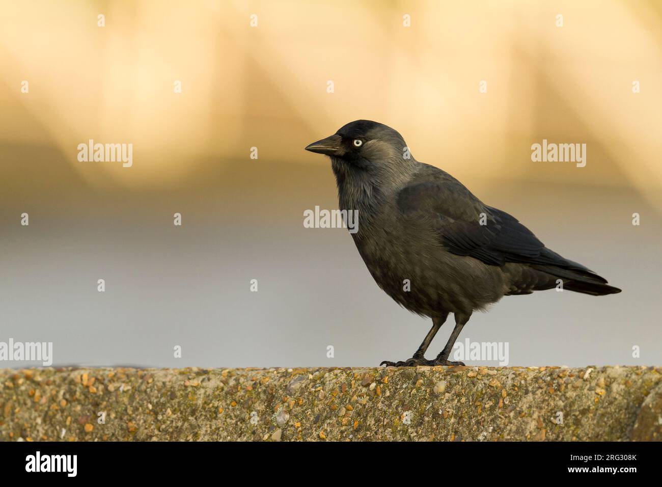 Jackdaw - Dohle - Corvus monedula ssp. monedula, Germany, adult Stock ...