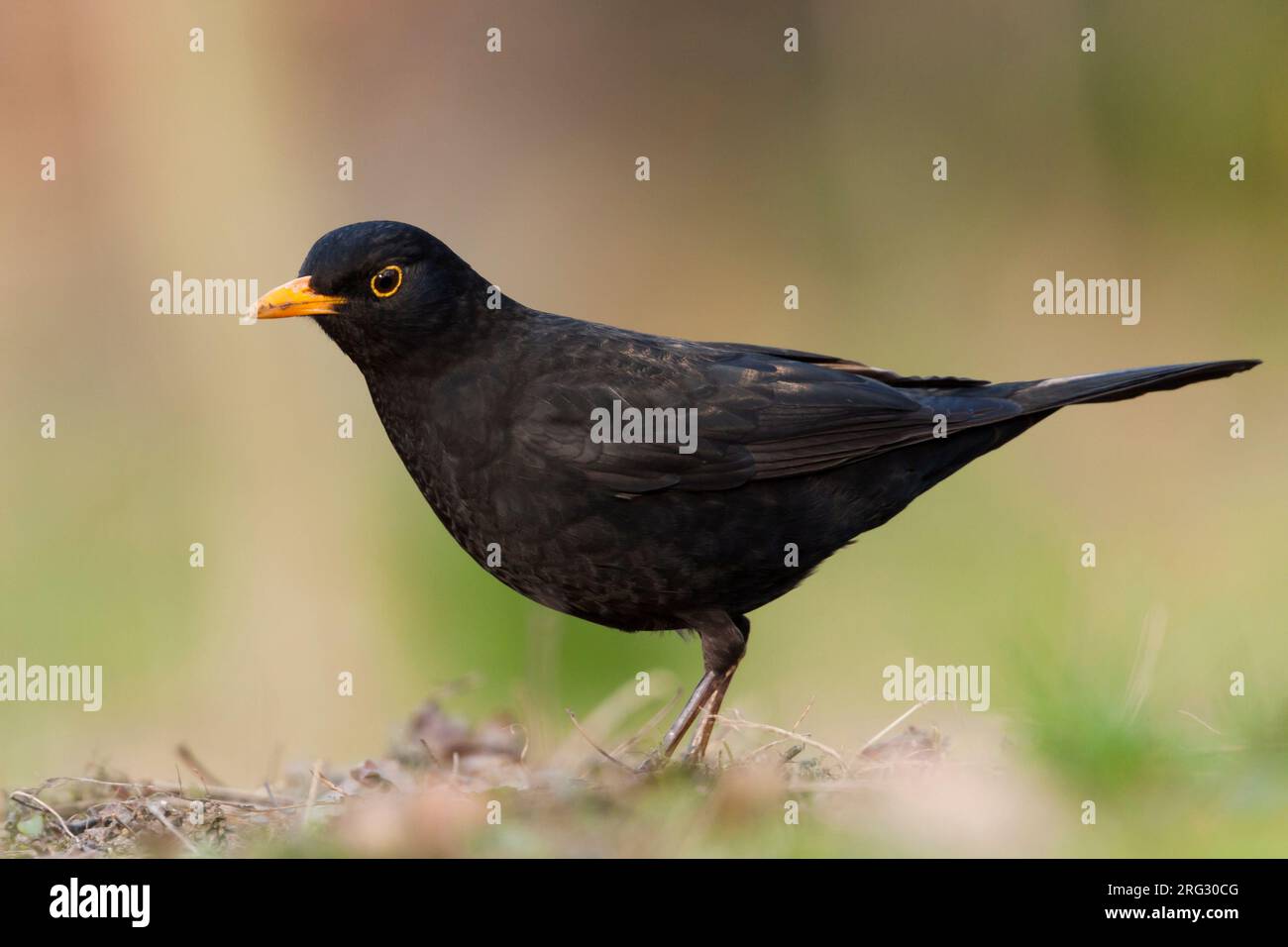 Eurasian Blackbird - Amsel - Turdus merula ssp. merula, Germany, adult ...