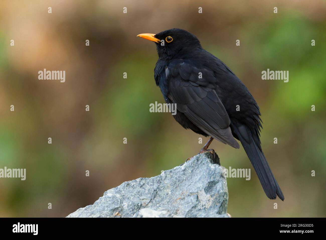 Eurasian Blackbird - Amsel - Turdus merula ssp. merula, Germany, adult ...
