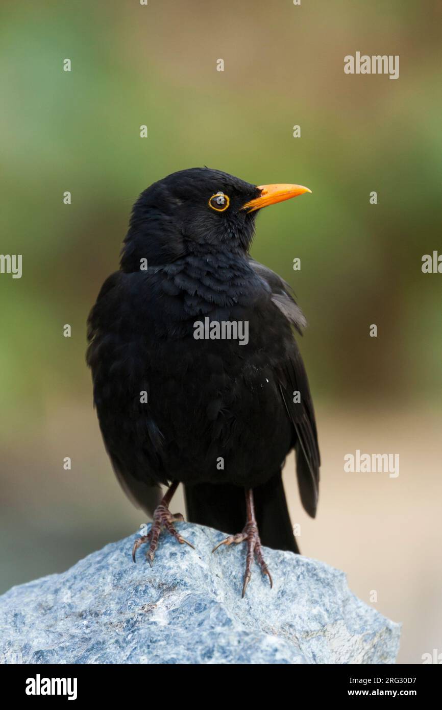 Eurasian Blackbird - Amsel - Turdus merula ssp. merula, Germany, adult ...