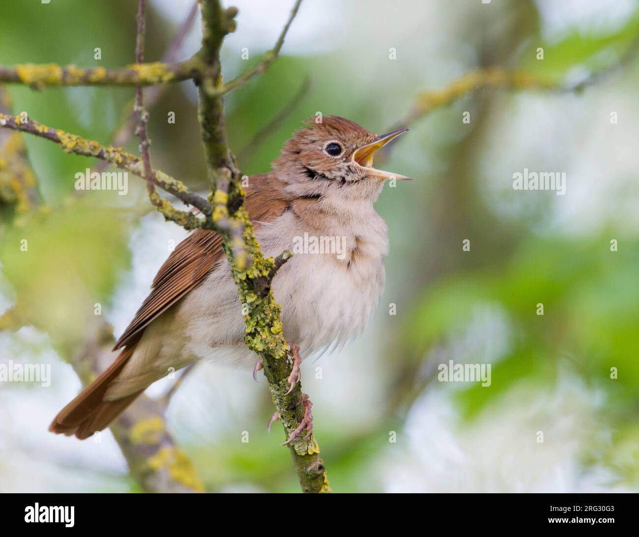 Common Nightingale - Nachtigall - Luscinia megarhynchos ssp ...