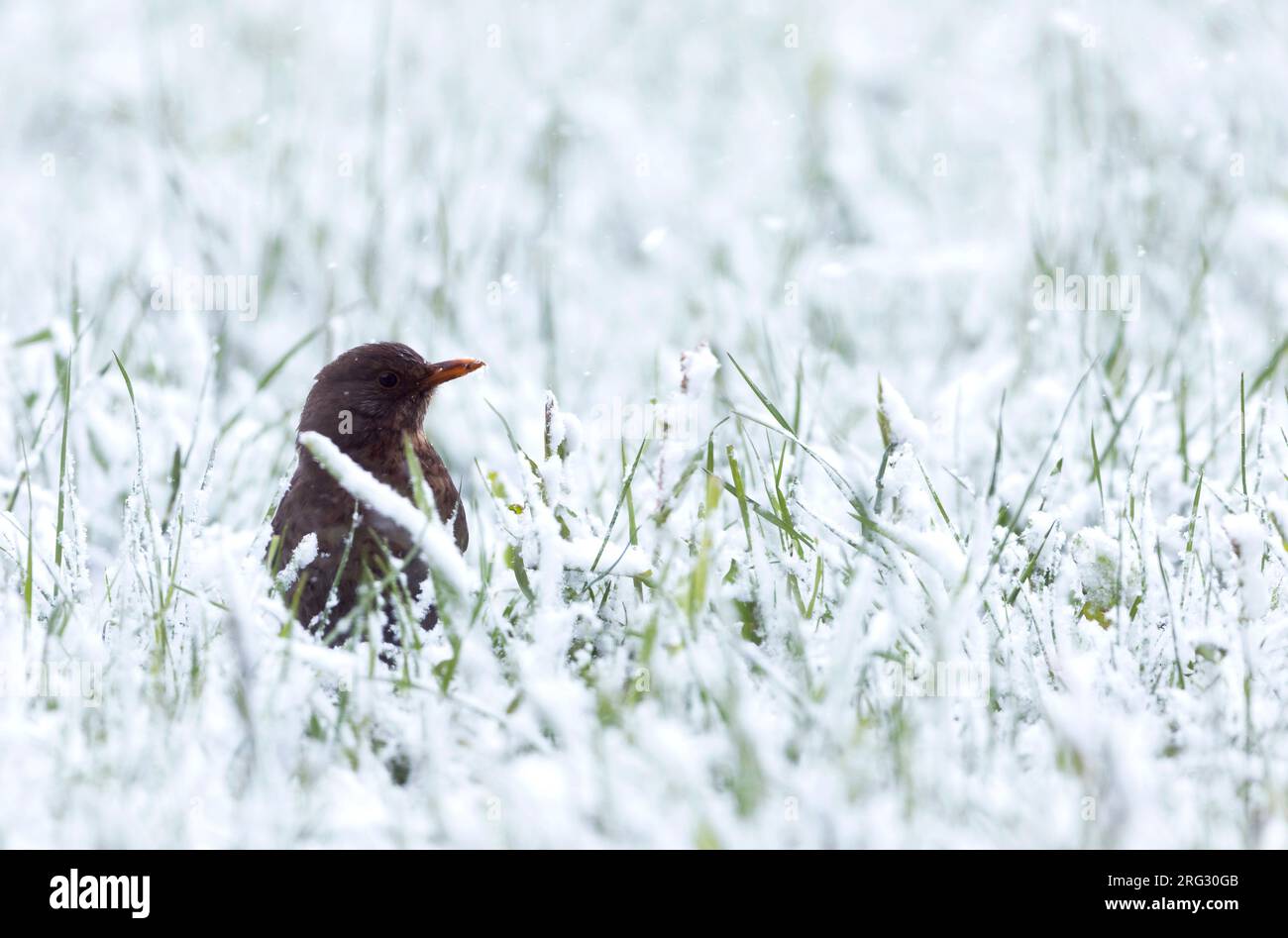 Eurasian Blackbird - Amsel - Turdus merula ssp. merula, Germany, adult ...