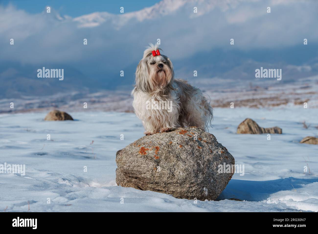Shih tzu standing bow hi-res stock photography and images - Alamy