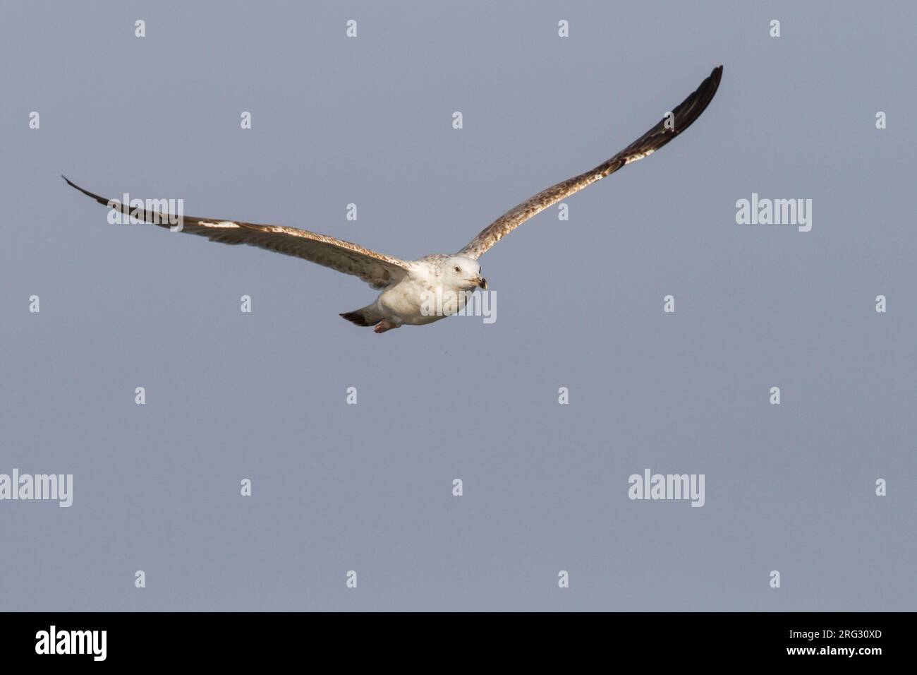 Baraba steppe hi-res stock photography and images - Alamy