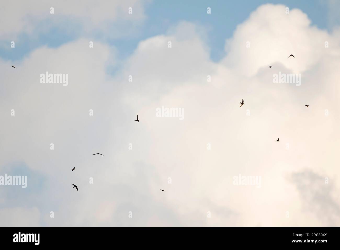 Common Swift - Mauersegler - Apus apus ssp. apus, Germany Stock Photo ...