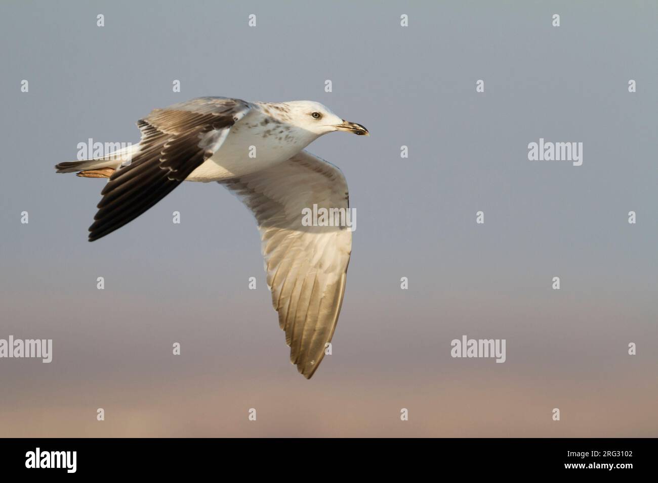 Baraba steppe hi-res stock photography and images - Alamy