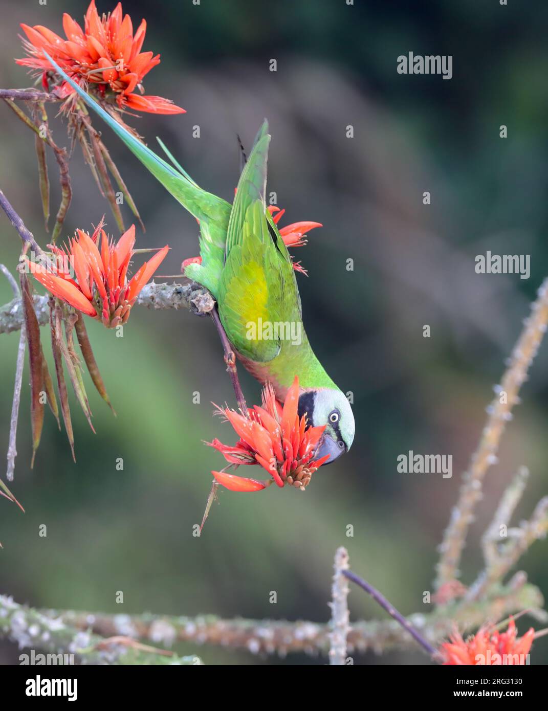 red-breasted parakeet is a parrot native to Southeast Asia.this photo ...