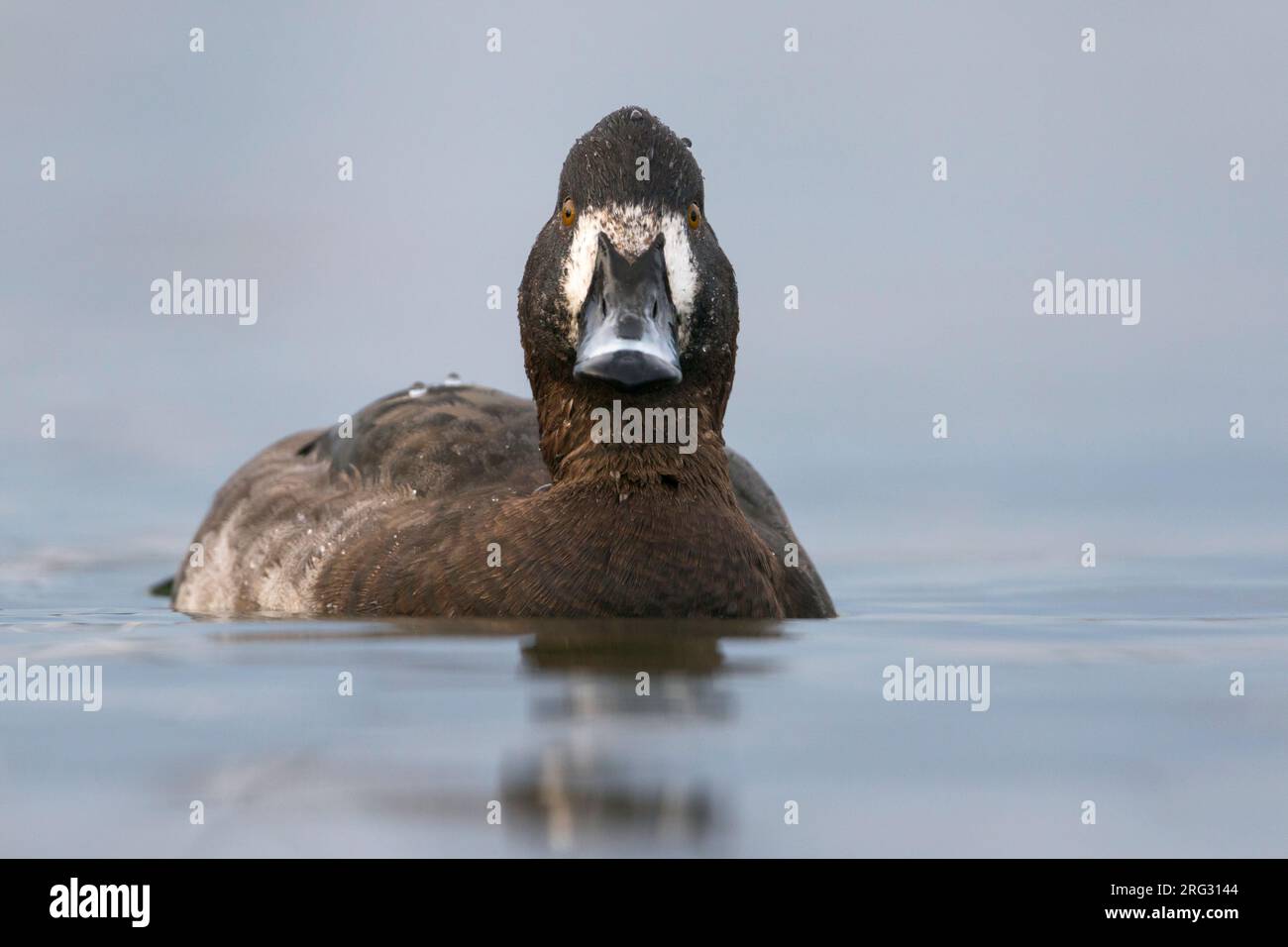 Hybrid Common Pochard x Tufted Duck, Hybride Kuifeend x Tafeleend ...