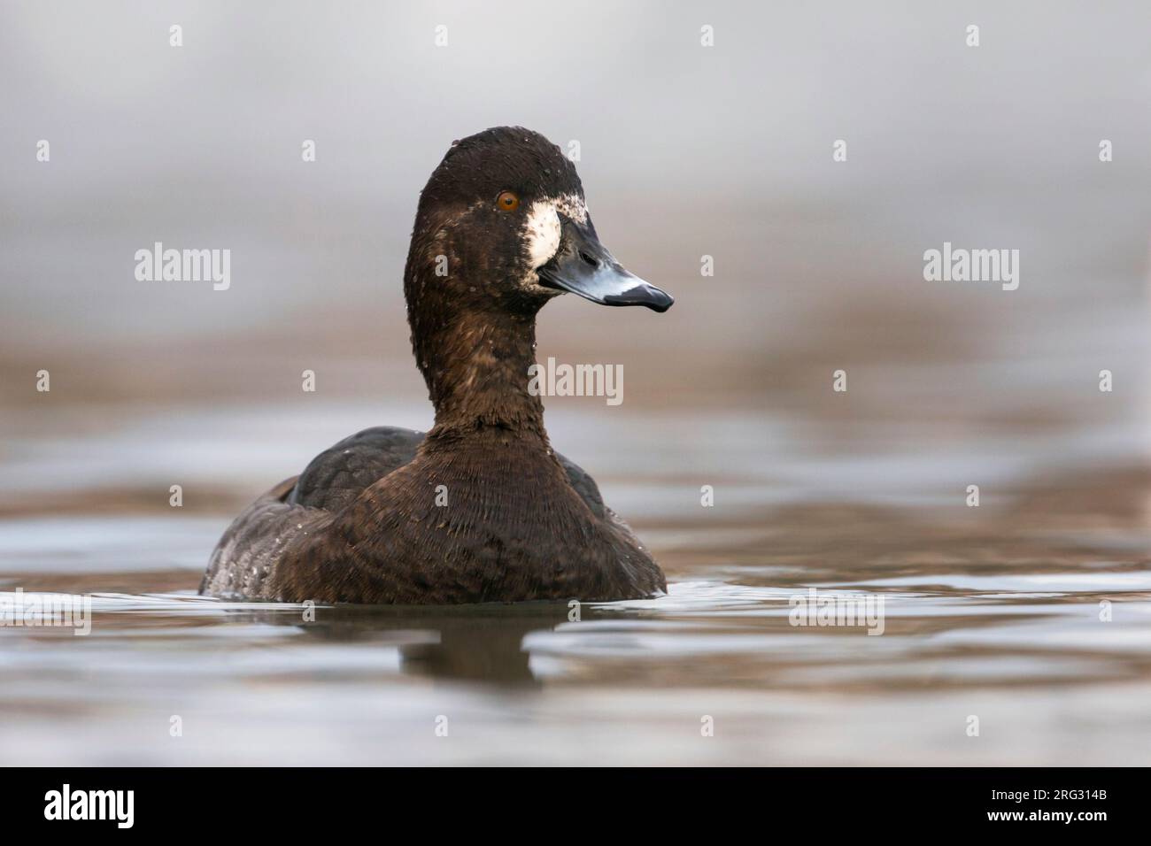 Hybrid Common Pochard x Tufted Duck, Hybride Kuifeend x Tafeleend ...
