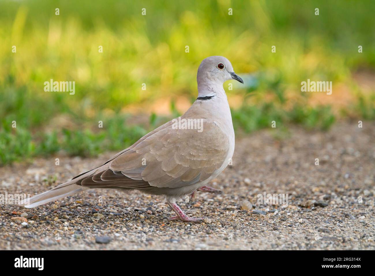 Eurasian Collored Dove, Turkse Tortel, Streptopelia decaocto Stock ...