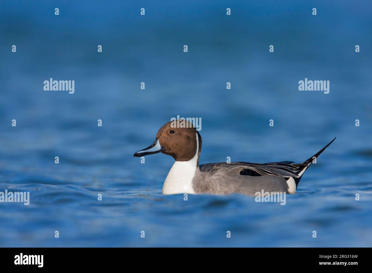 Northern Pintail, Pijlstaart, Anas acuta, Germany, adult male Stock ...