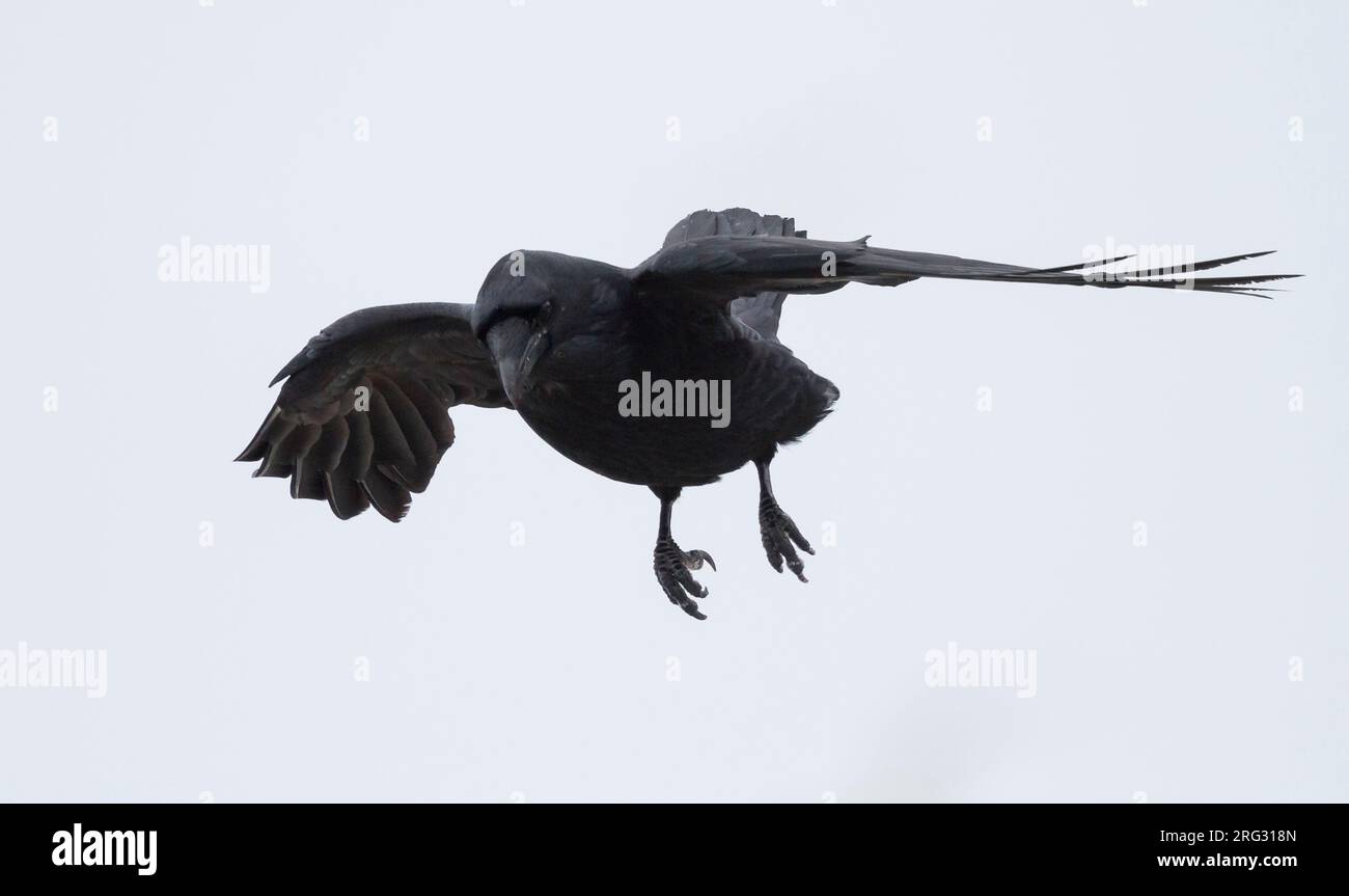 Common Raven, Raaf, Corvus corax ssp. corax, Norway Stock Photo - Alamy