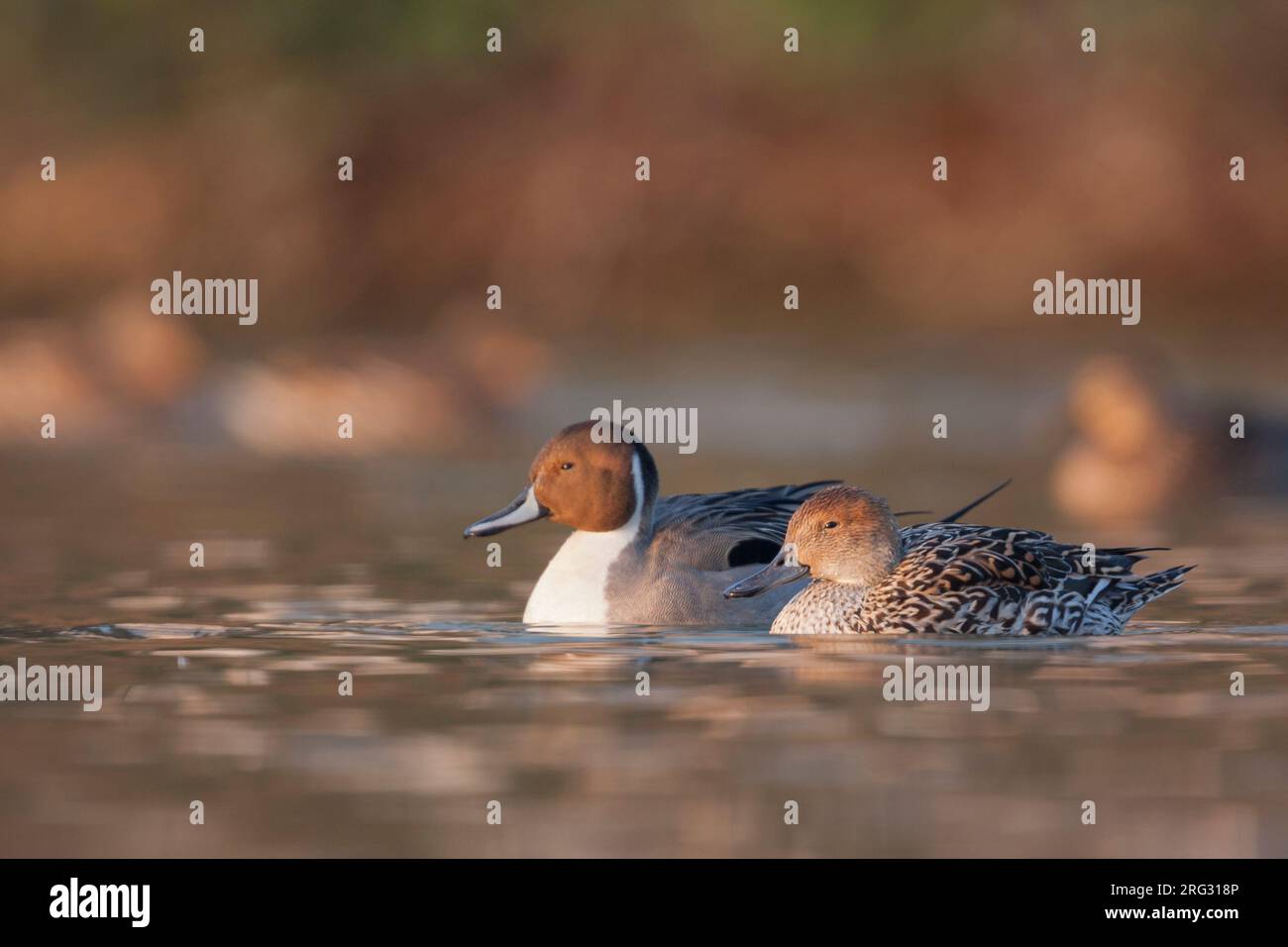 Northern Pintail, Pijlstaart, Anas acuta, Germany, adult female and ...