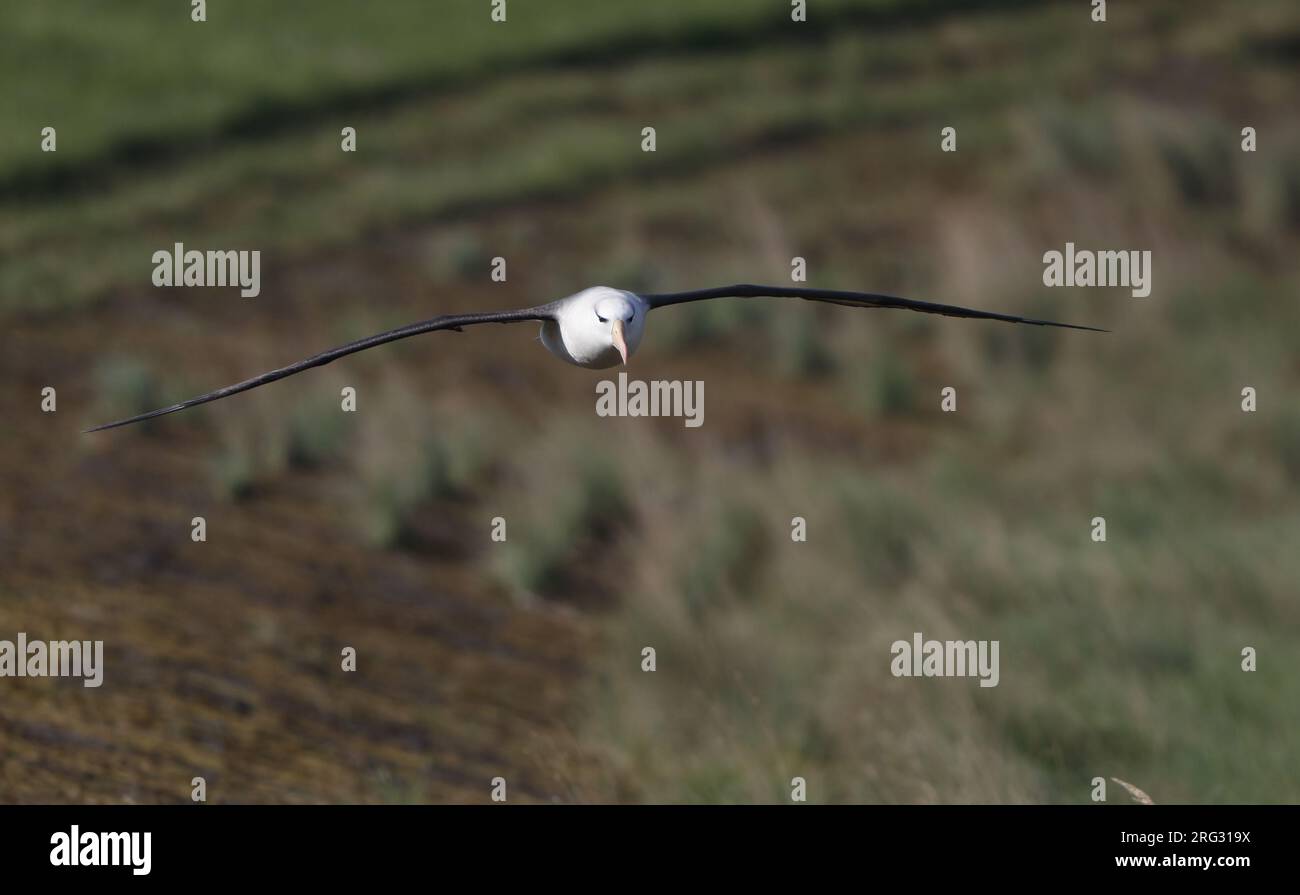 Black-browed Albatross (Thalassarche melanophris) front view of flying ...