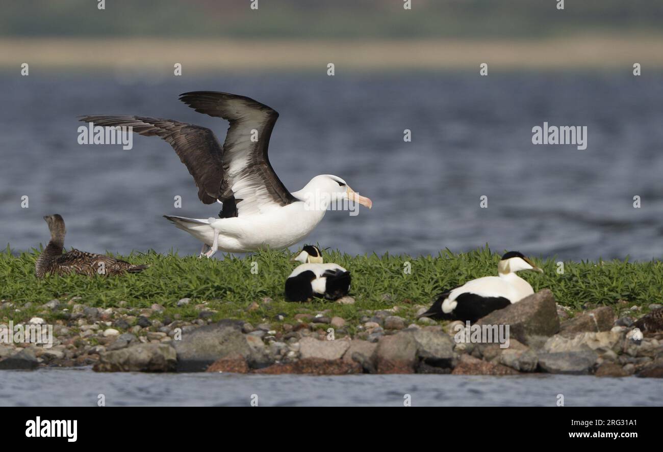 Black-browed Albatross (Thalassarche melanophris) take off form ground ...