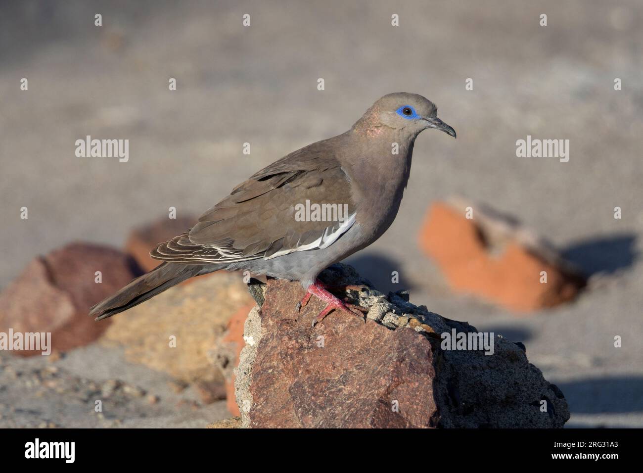 West Peruvian Dove (Zenaida meloda) at Paracas, Peru Stock Photo - Alamy