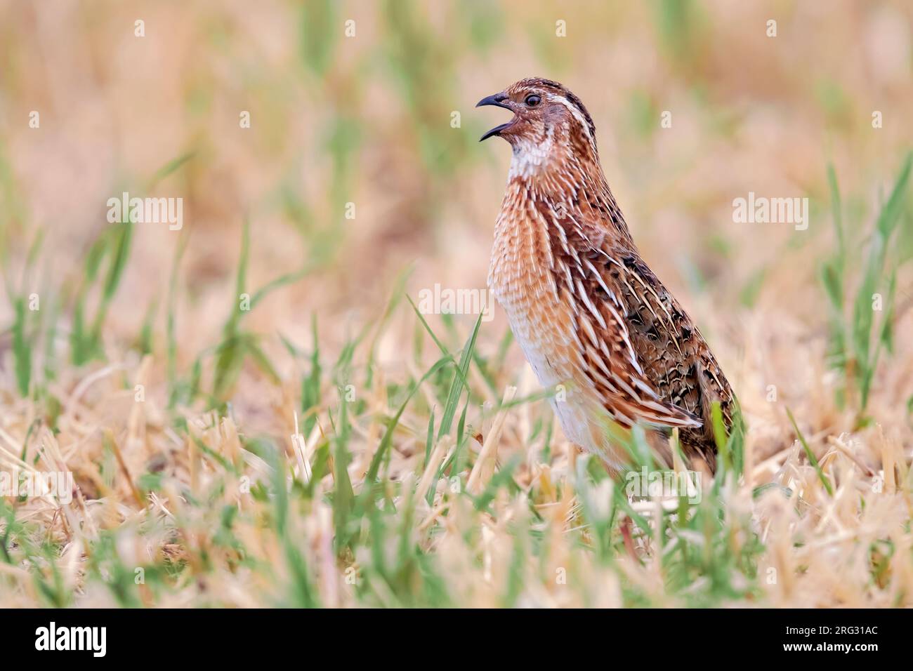 Common Quail (Coturnix coturnix), side view of an adult male singing ...