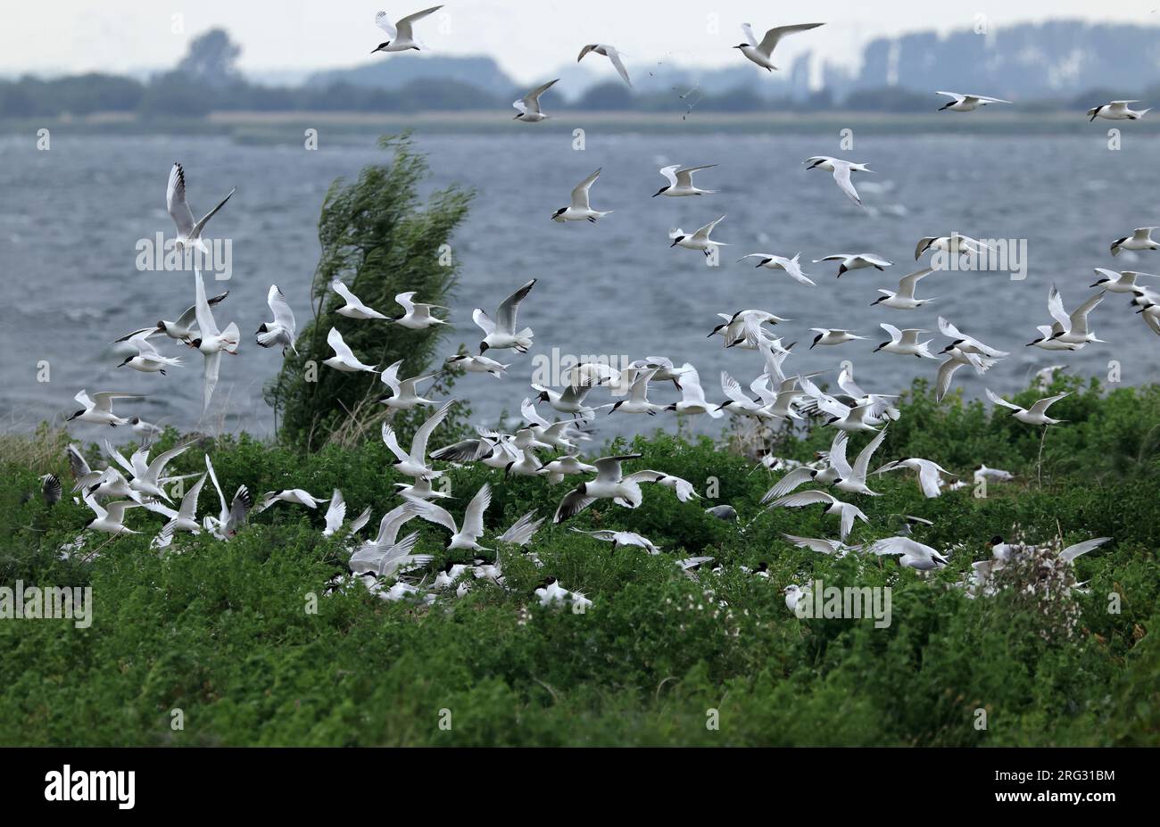 Meestal broeden grote sterns in gezelschap van kokmeeuwen en ...