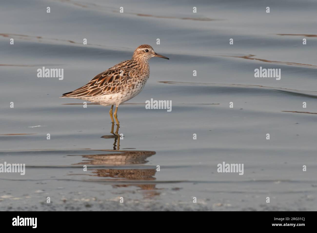 Sharp-tailed Sandpiper (Calidris acuminata), side view of adult bird in ...