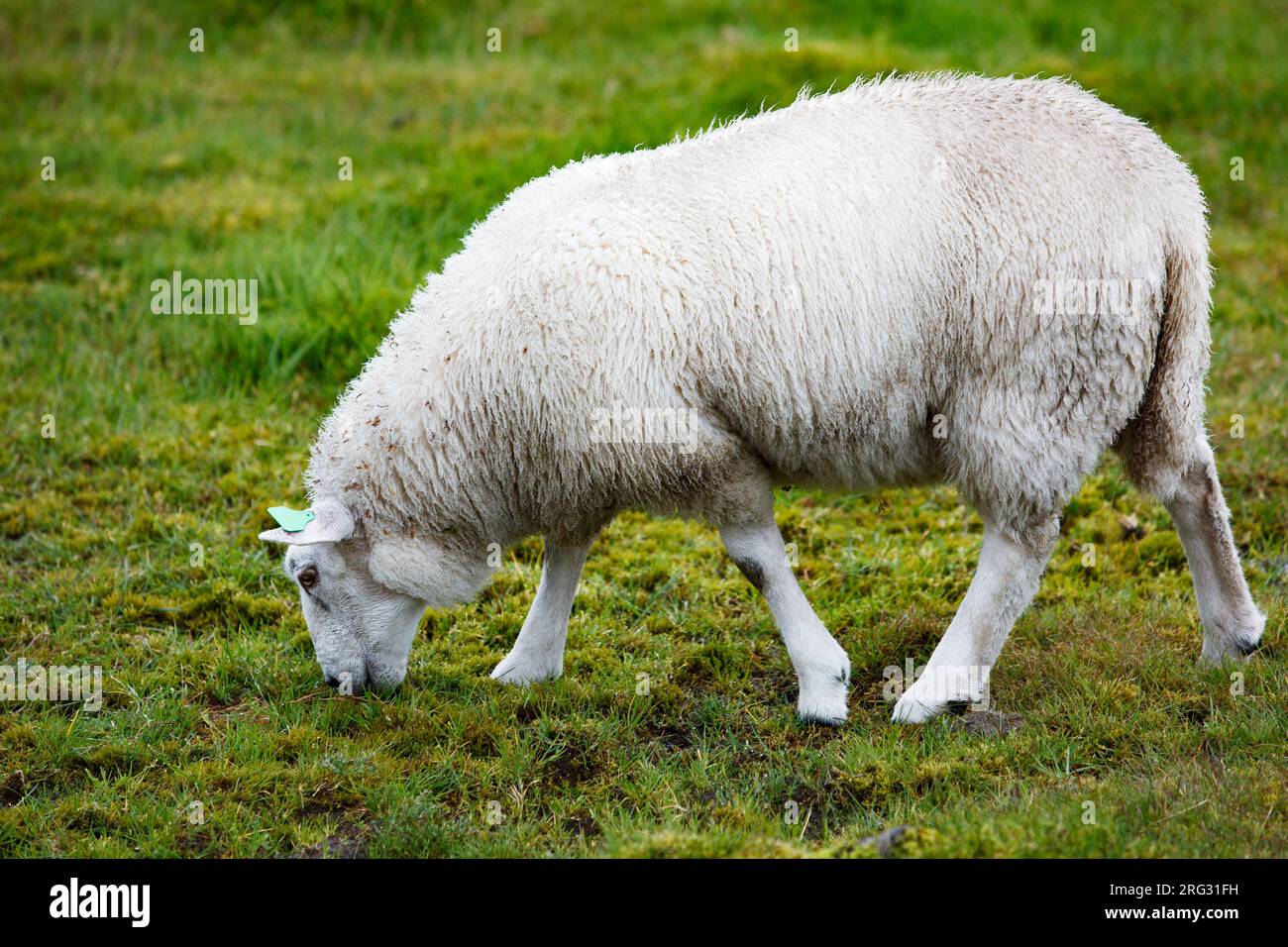 Sheep and grass hi-res stock photography and images - Alamy