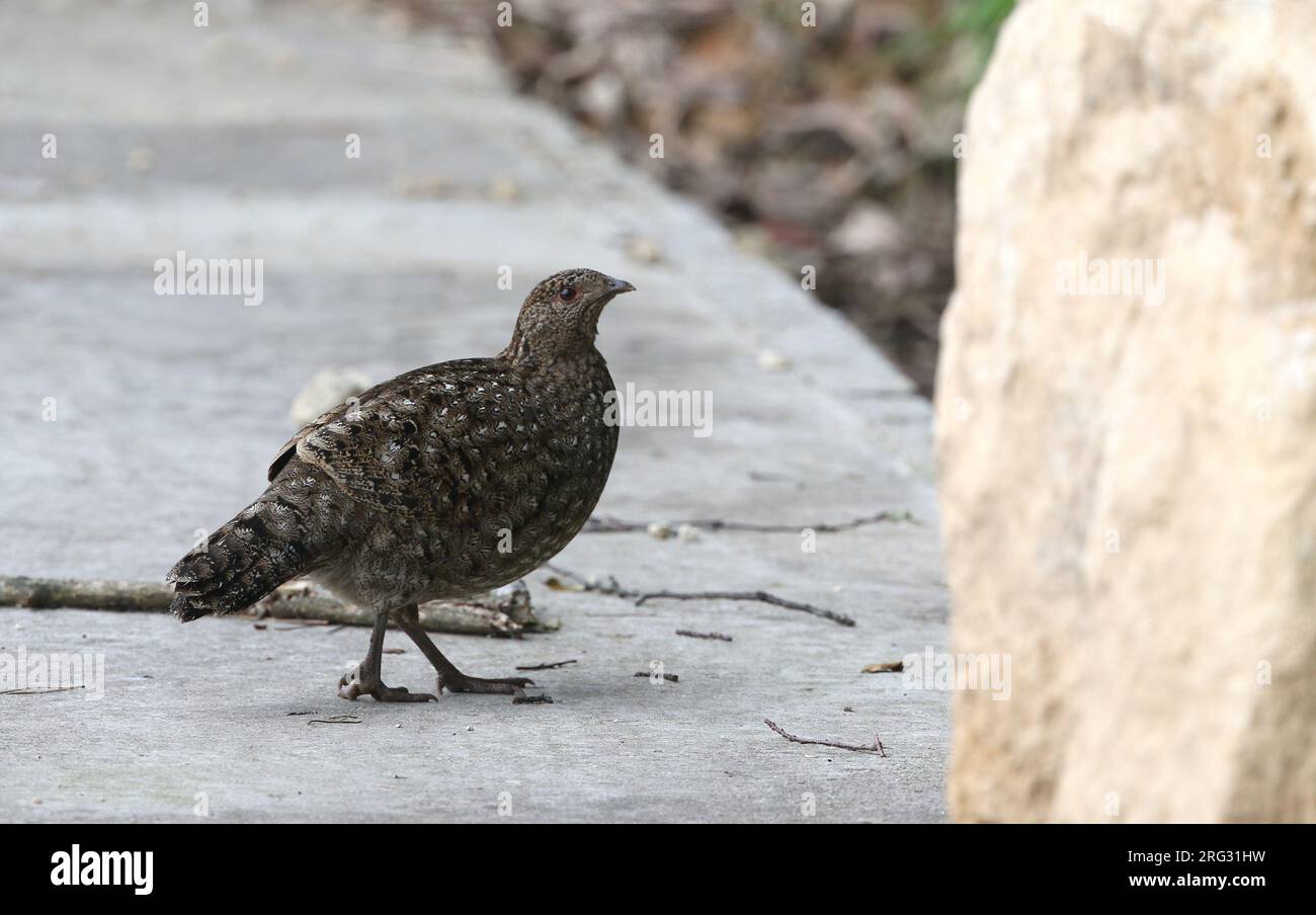 Female Cabot's Tragopan (Tragopan caboti) at Emeifang in China. Also ...