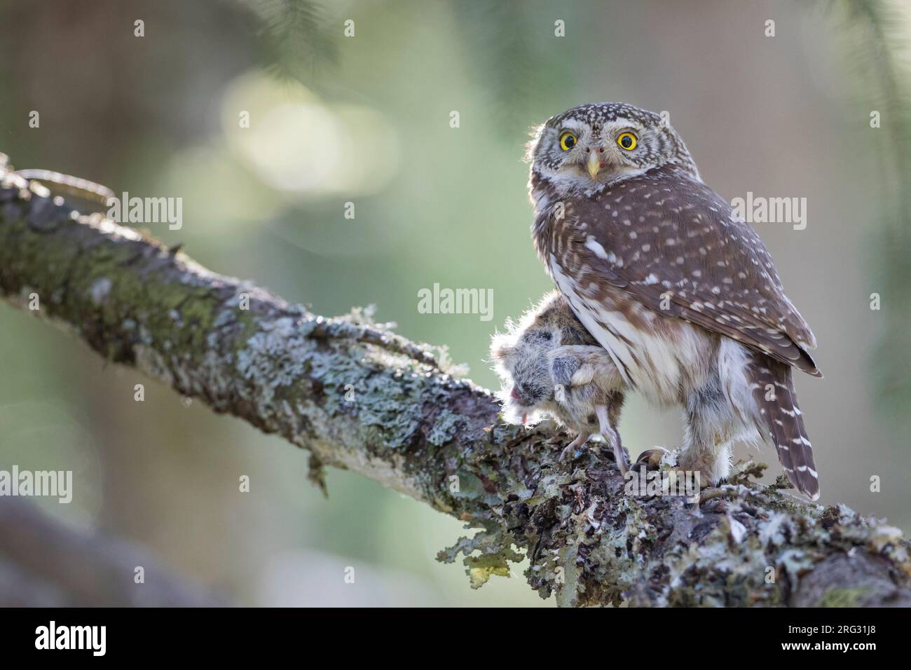 Eurasian Pygmy-Owl - Sperlingskauz - (Glaucidium passerinum ssp ...