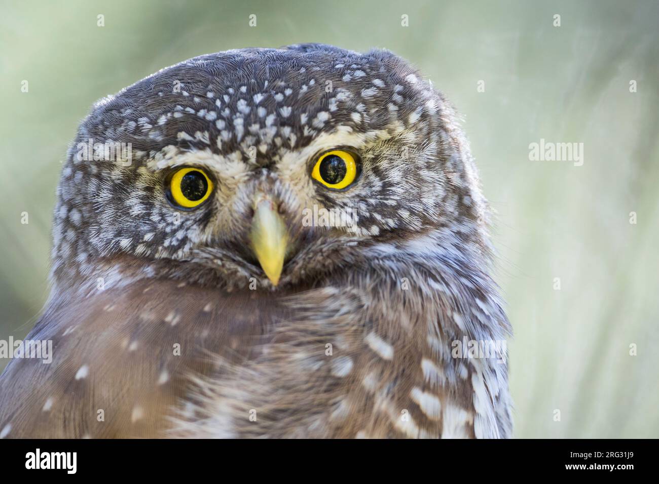 Eurasian Pygmy-Owl - Sperlingskauz - (Glaucidium passerinum ssp ...
