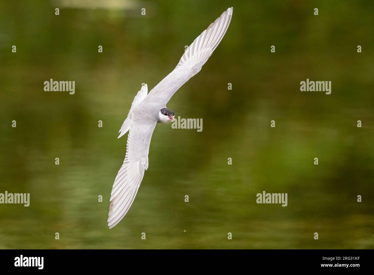 Whiskered Tern (Chlidonias hybrida), adult in flight, Campania, Italy ...