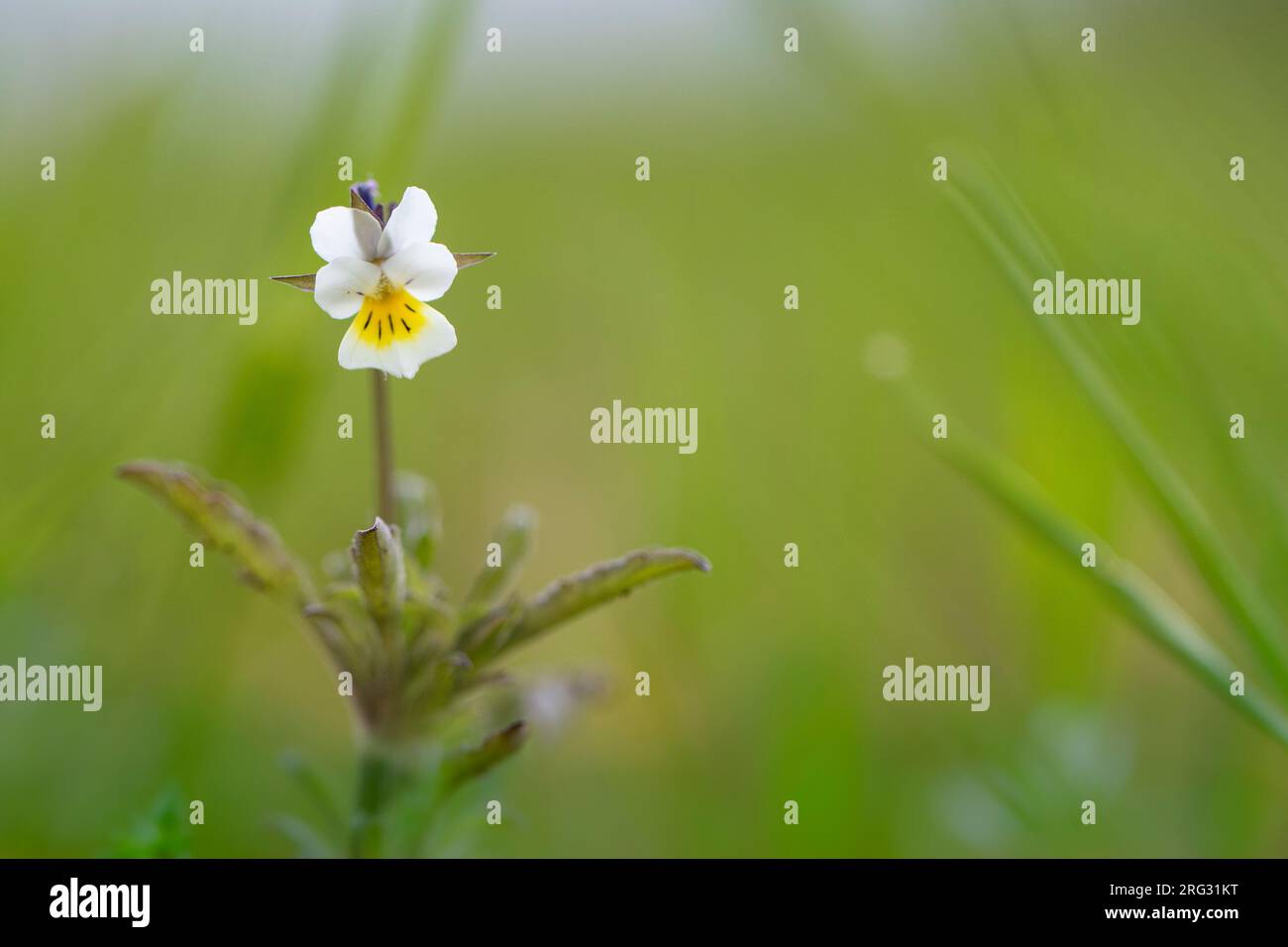 Field Pansy, Viola arvensis Stock Photo - Alamy