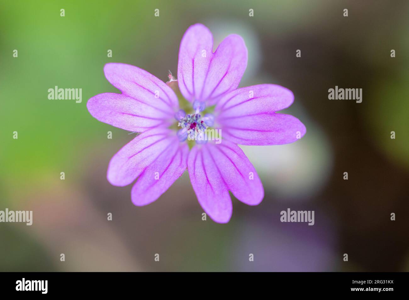 Dove's-foot Crane's-bill, Geranium molle Stock Photo - Alamy