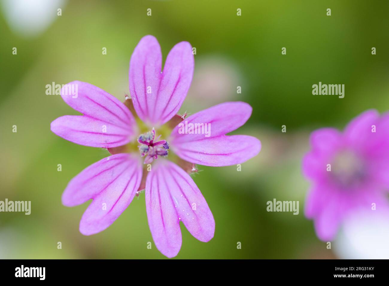 Dove's-foot Crane's-bill, Geranium molle Stock Photo - Alamy