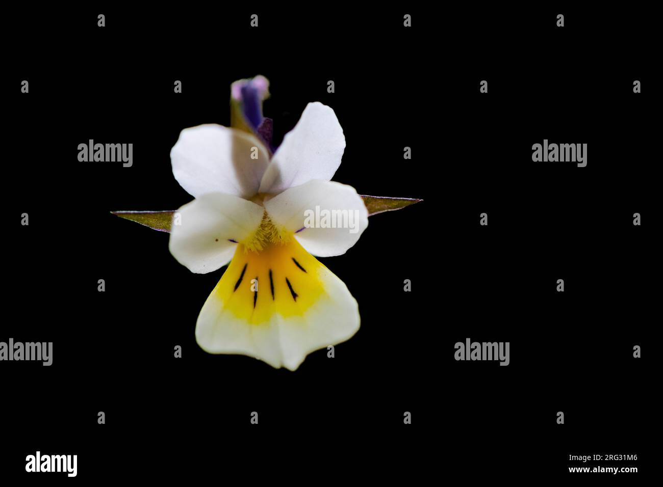 Field Pansy, Viola arvensis Stock Photo - Alamy