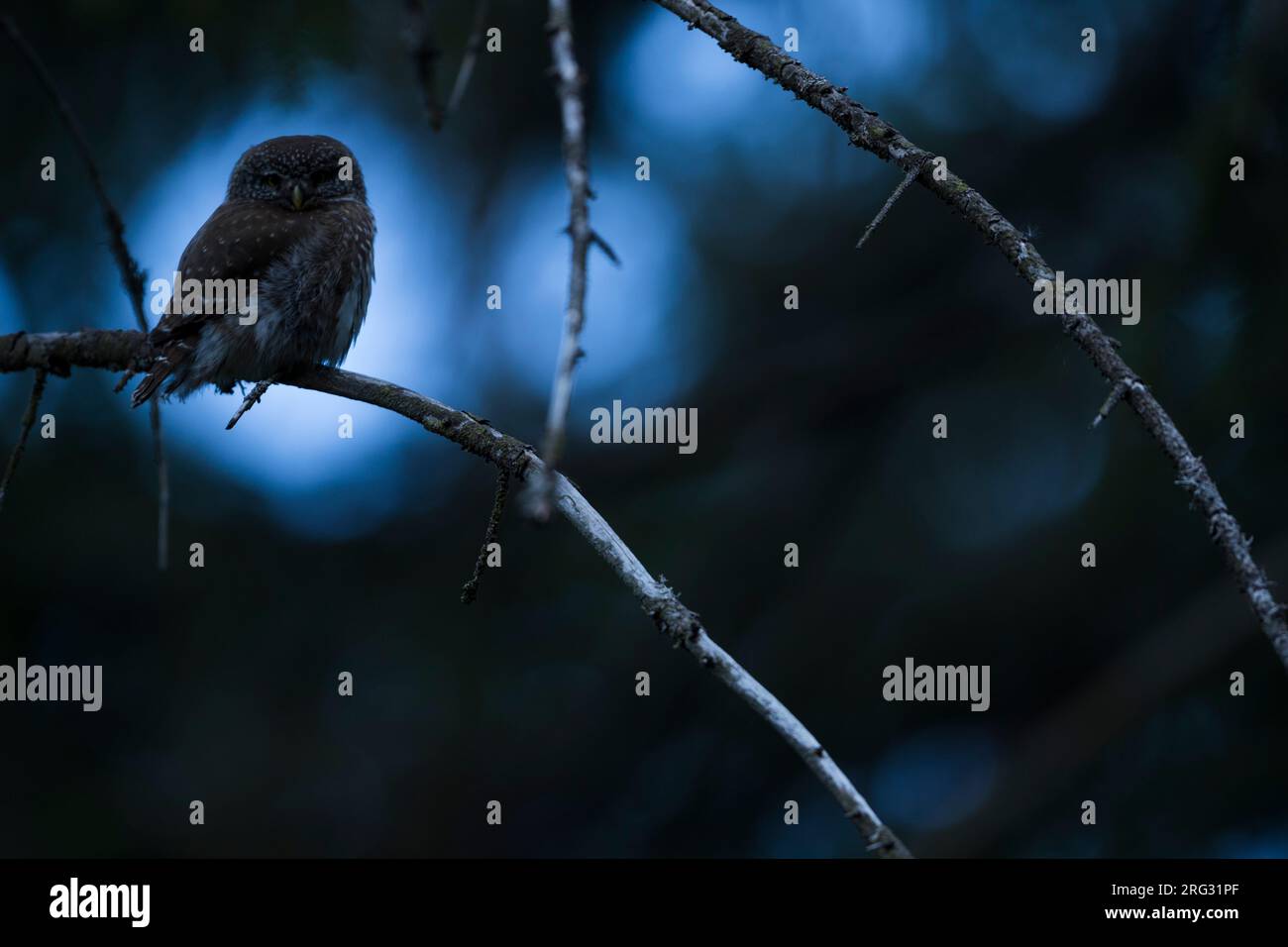 Eurasian Pygmy-Owl - Sperlingskauz - (Glaucidium passerinum ssp ...