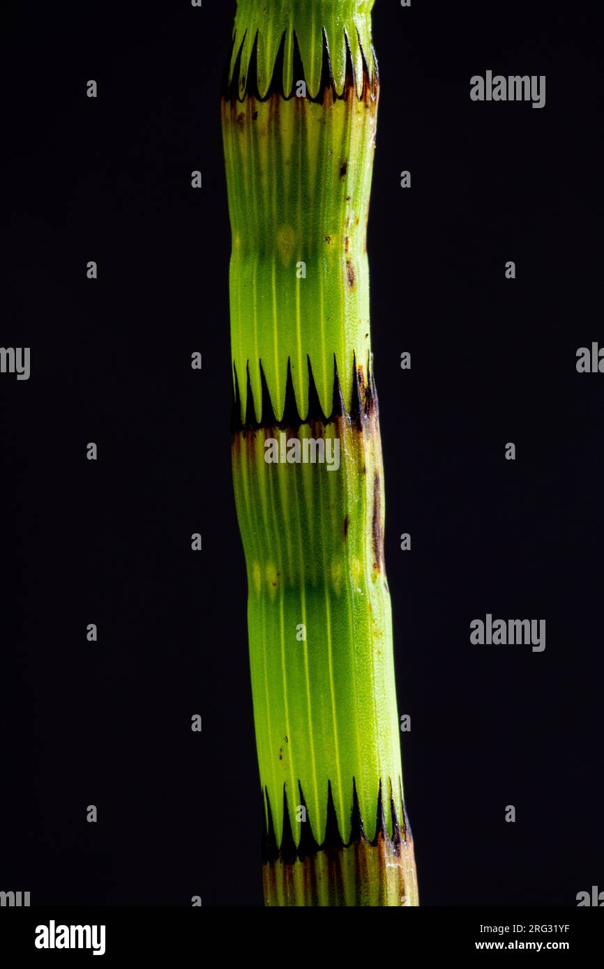 Water horsetail, Equisetum fluviatile Stock Photo - Alamy