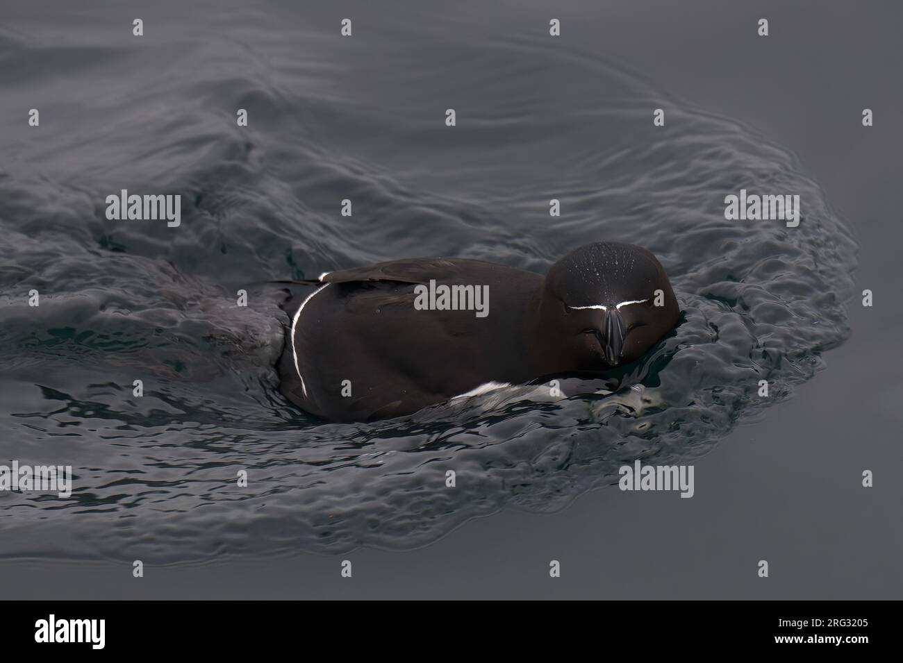 Razorbill (Alca torda), adult swimming in arctic Norway Stock Photo - Alamy