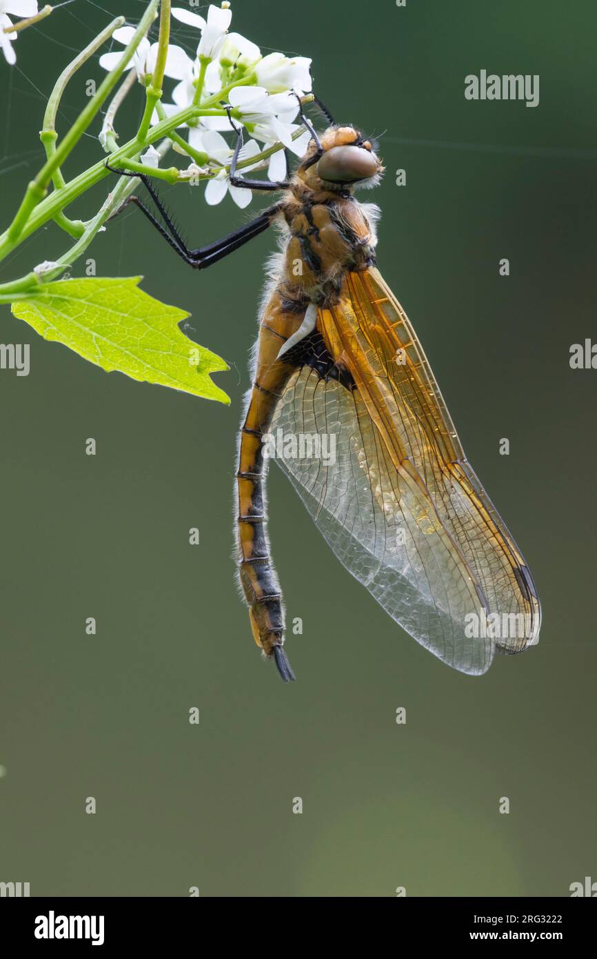Two spotted Dragonfly, Tweevlek, Epitheca bimaculata Stock Photo - Alamy