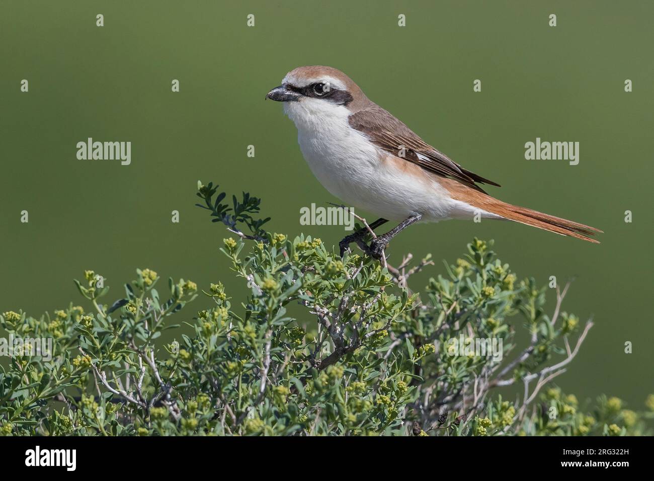 Turkestaanse Klauwier; Red-tailed Shrike; Lanius phoenicuroides Stock ...