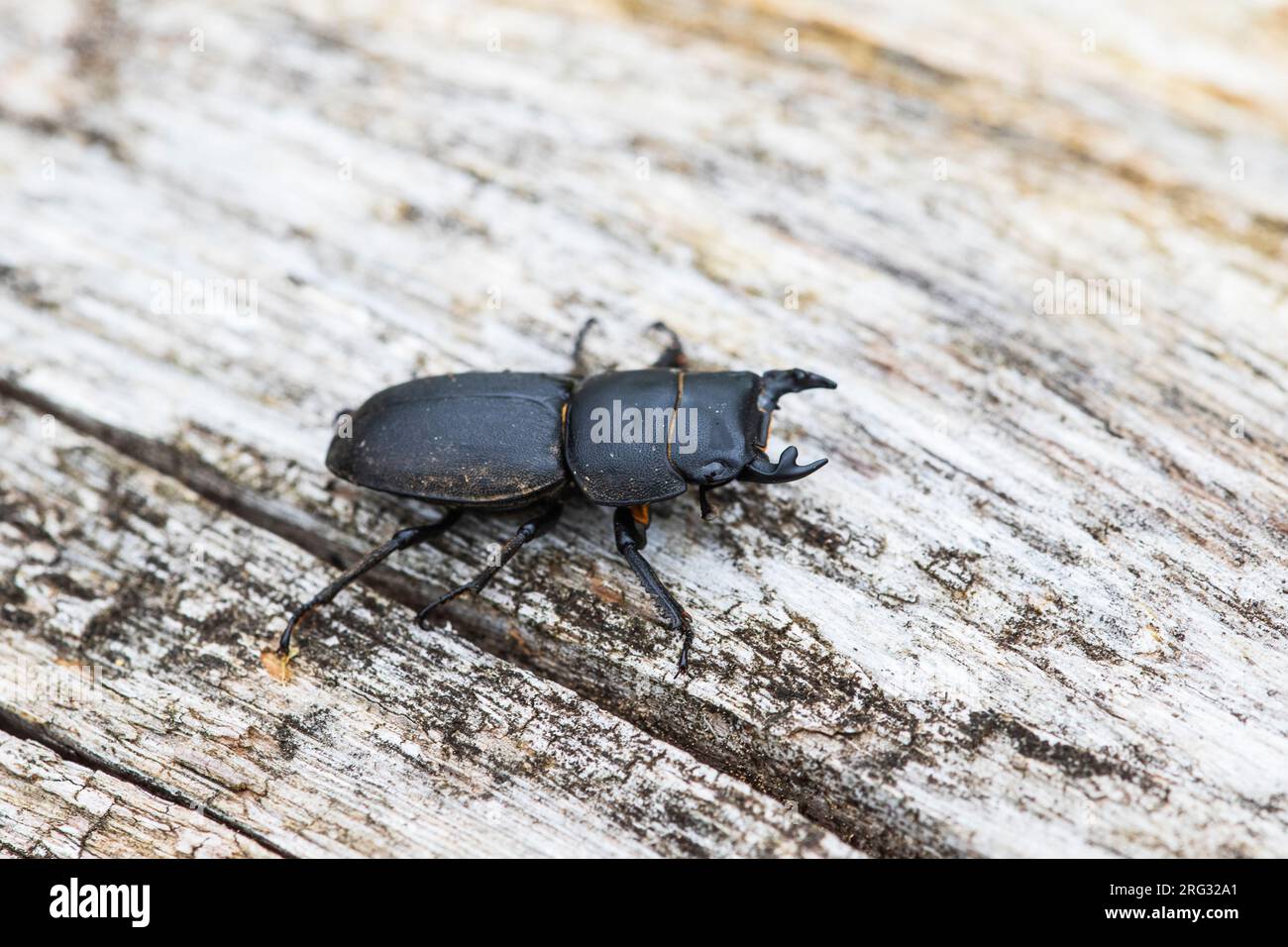 Lesser stag beetle, Klein vliegend hert, Dorcus parallelipipedus Stock ...