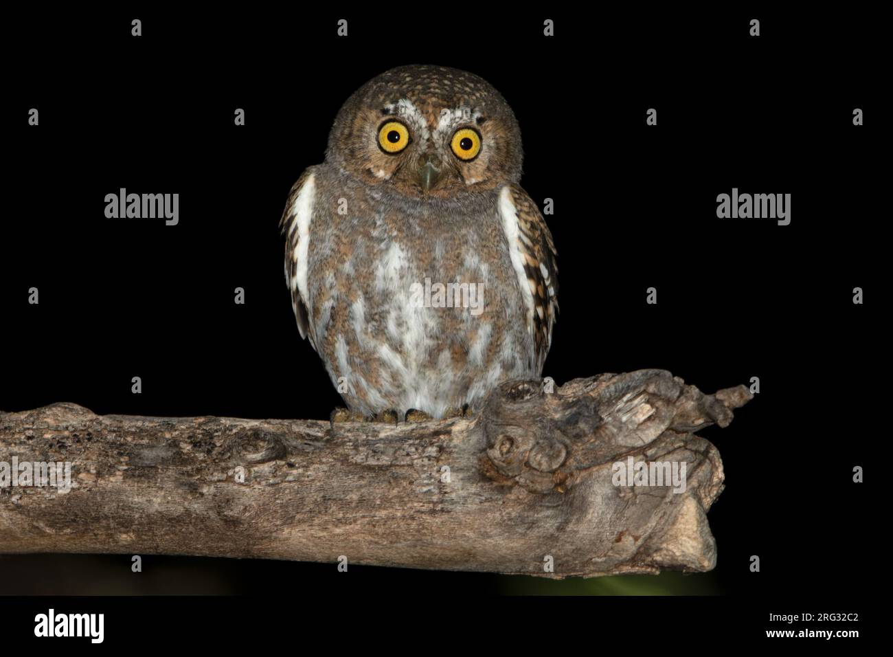 Elf Owl (Micrathene whitneyi) in North-America Stock Photo - Alamy